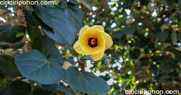 Bisa Menunjukkan Waktu, Ini Keunikan Bunga Pohon Waru - Ciriciripohon.com