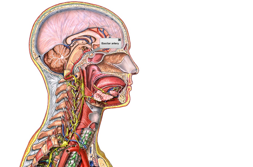 Anthró̱pina Systi̱máto̱n tou Só̱matos: Practica 2