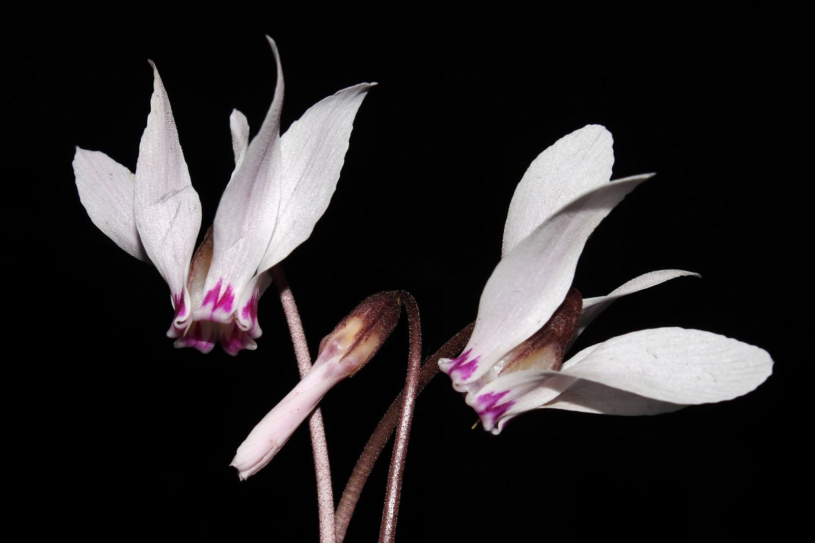 Biodiversity of Cyprus by NGO Protection of the Natural Heritage and ...