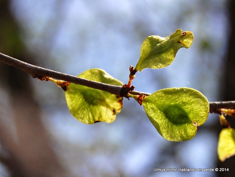 Hablando en verde: Ulmus minor, el olmo.