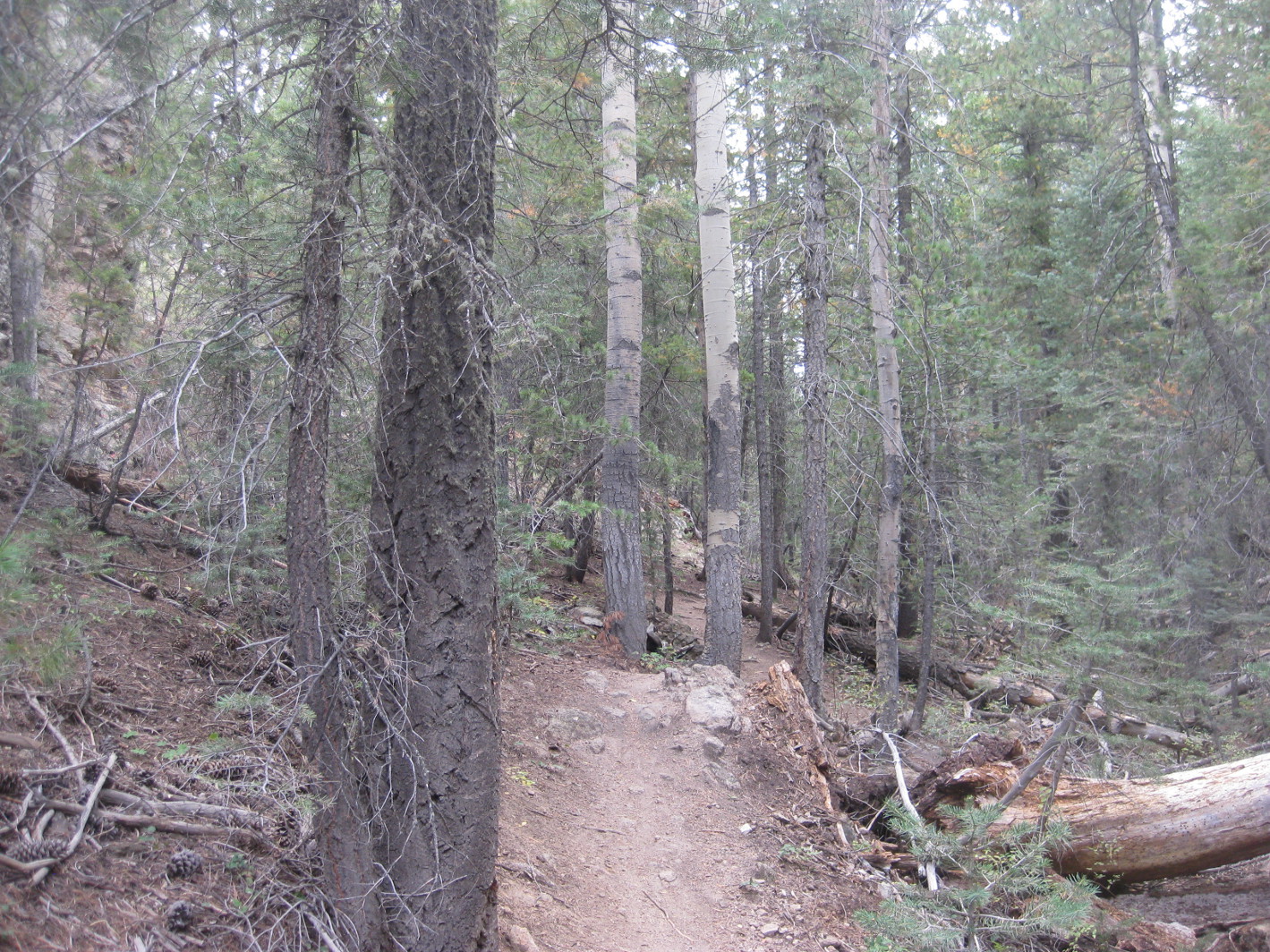 What's Up with Ellis: Hike to Elden Lookout Tower