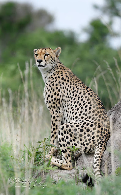 WILDLIFE GATEWAY: GUEPARD - CHEETAH