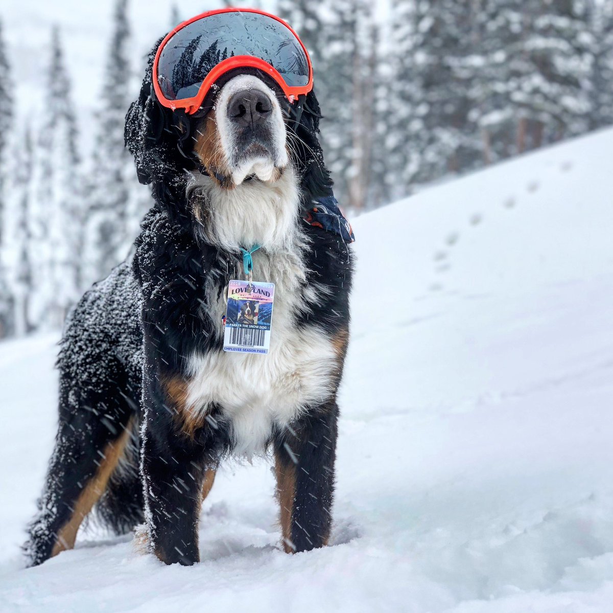 NUNCAJAMAS COCKER: GAFAS PARA PERROS ¿SON NECESARIAS?