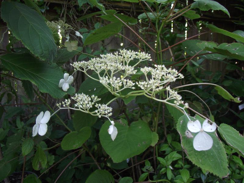 Hydrangea longipes care and culture | Travaldo's blog