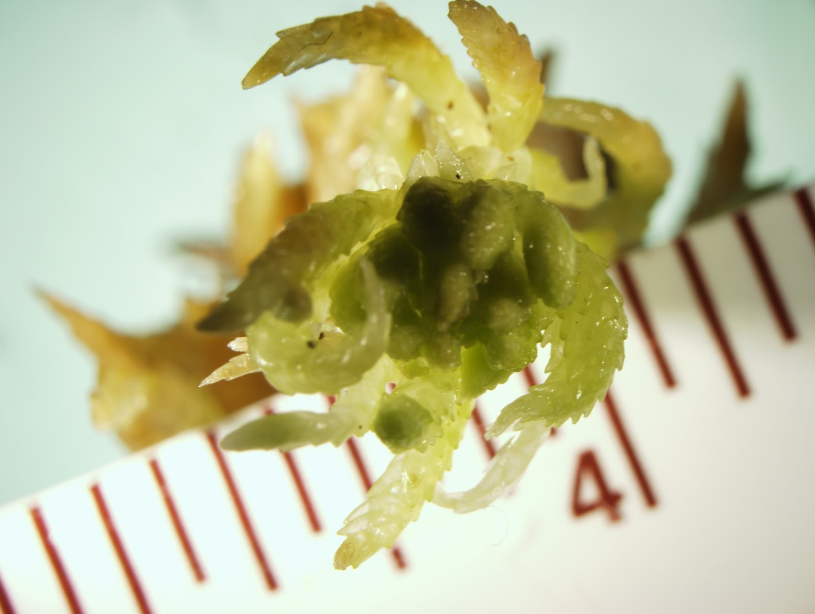 Welcome to the big world of tiny organisms: Specimen #8: Corn horn peat ...