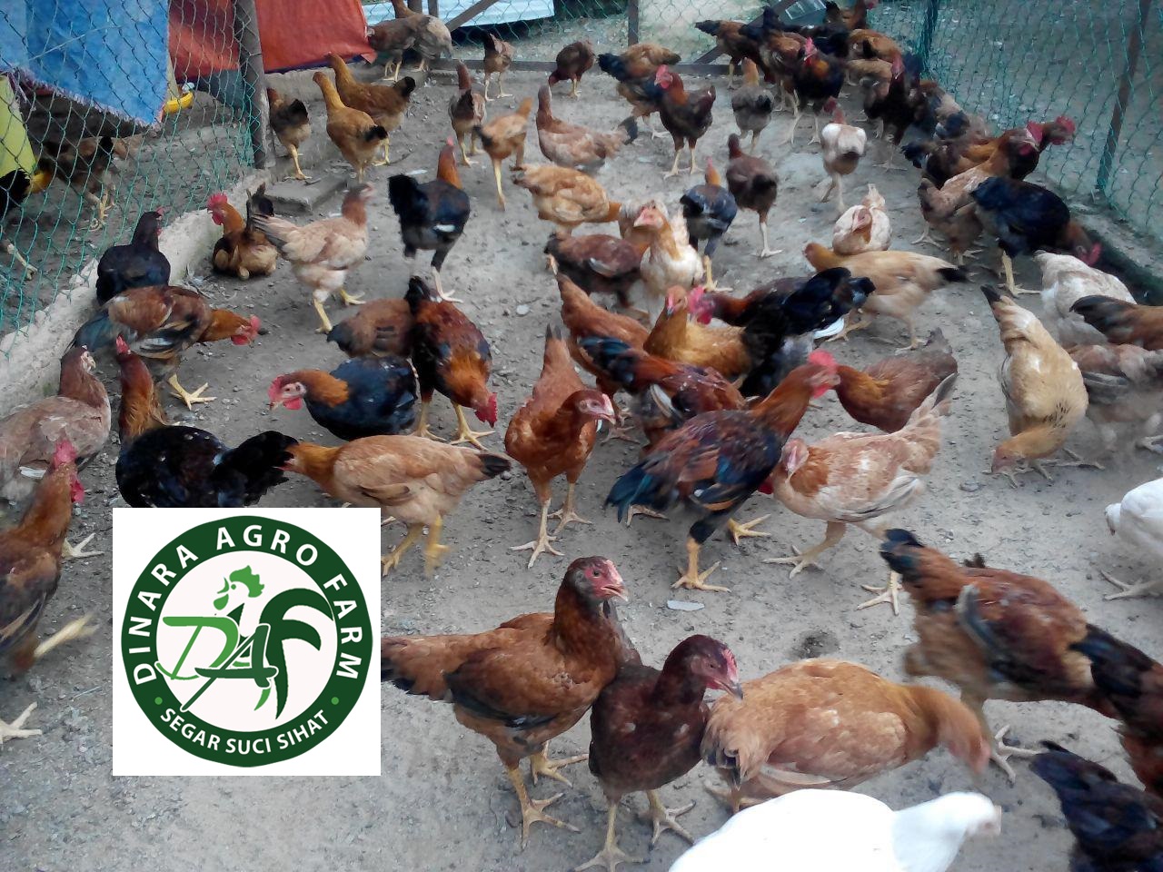 DINARA AGRO FARM: AYAM KAMPUNG LEPAS BEBAS FREE RANGE CHICKEN