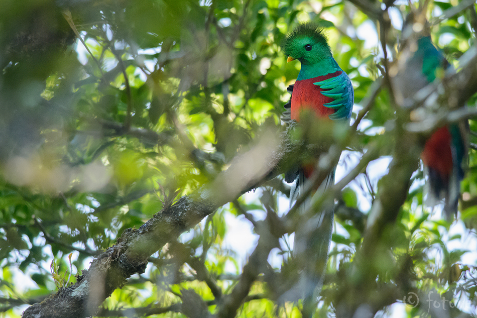 Foture: Ketsal, Pharomachrus mocinno