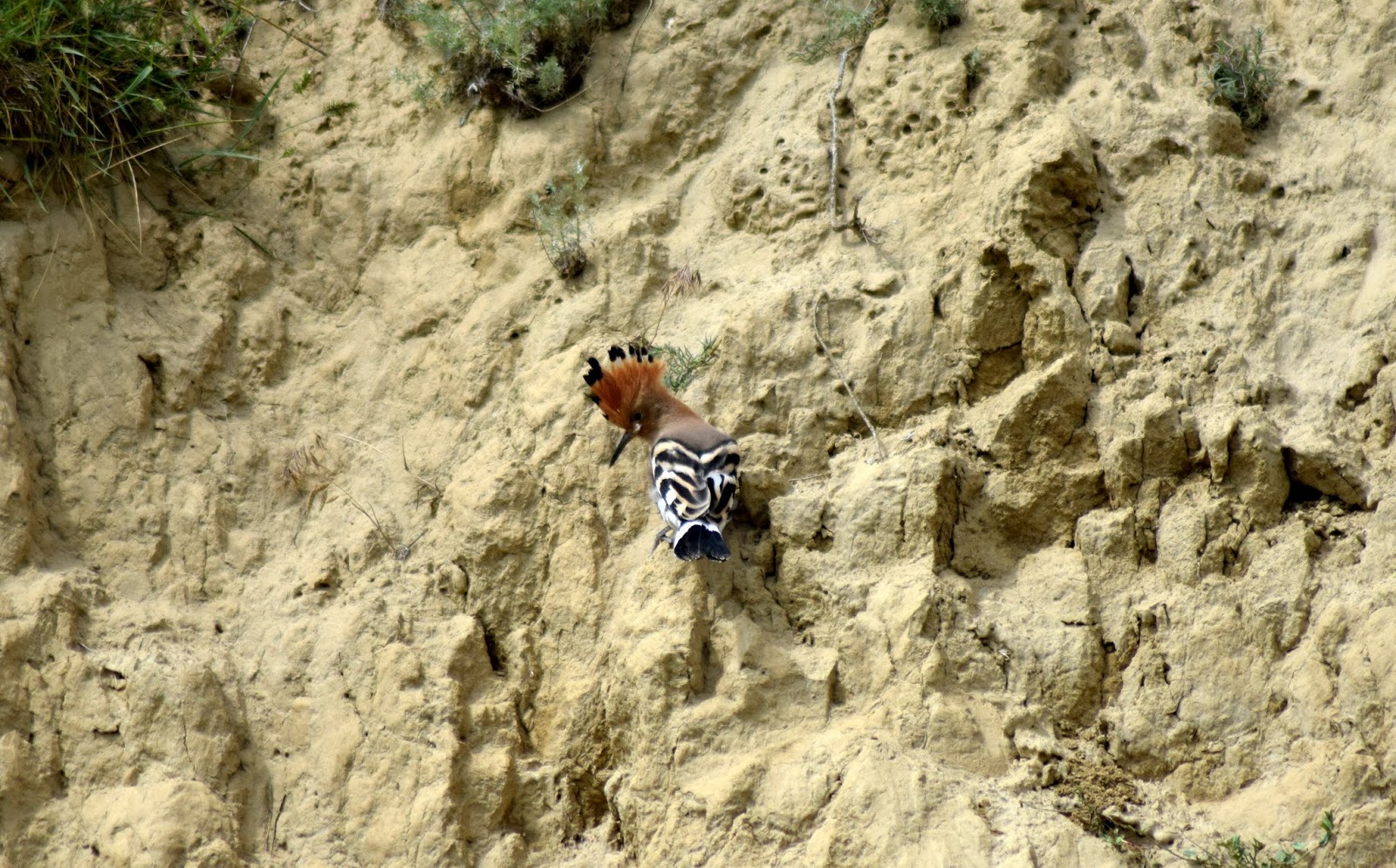 Frumusetile naturii: Pupaza (Upupa epops)