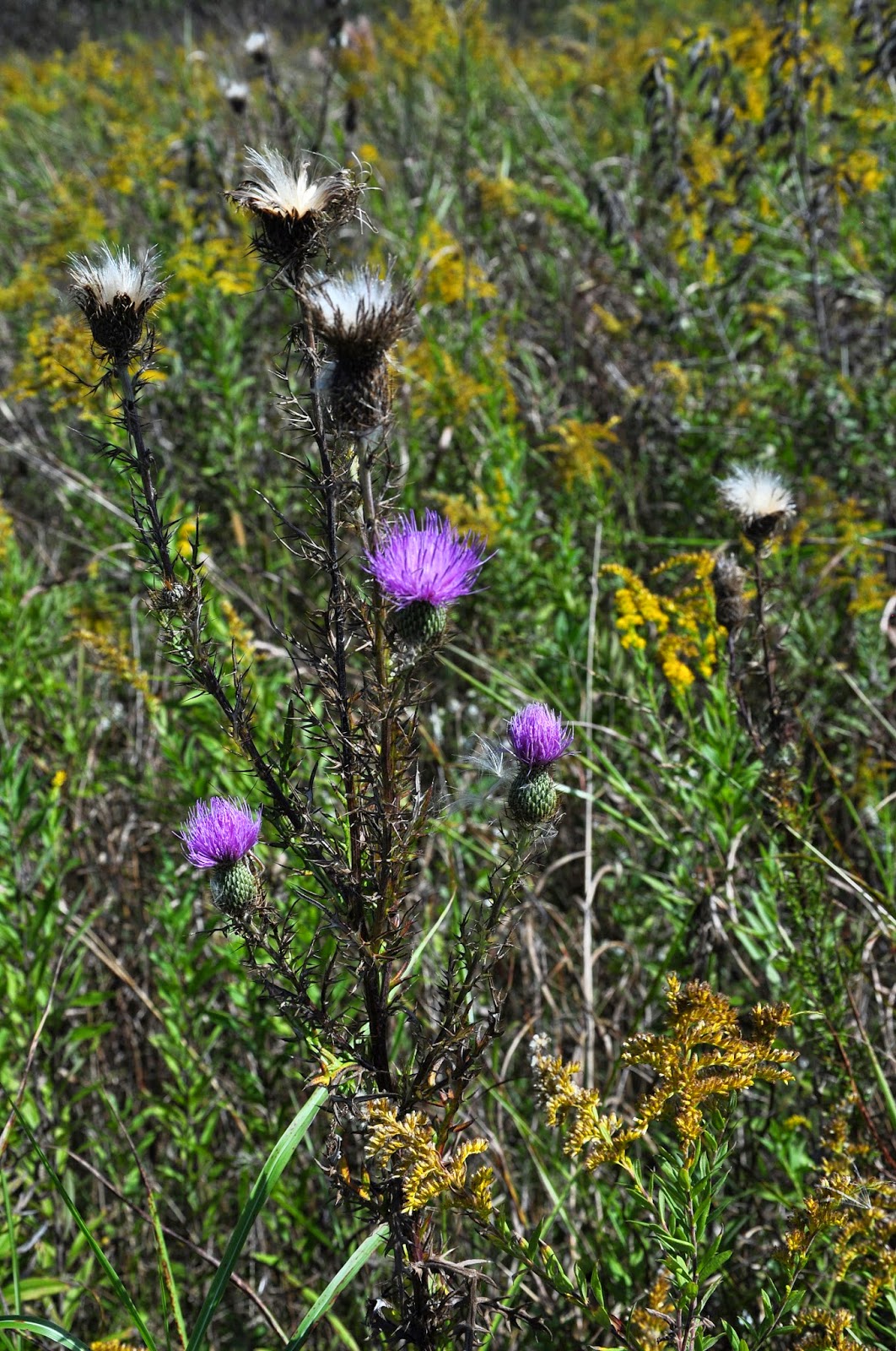 Fall Prairie Wildflowers 2014