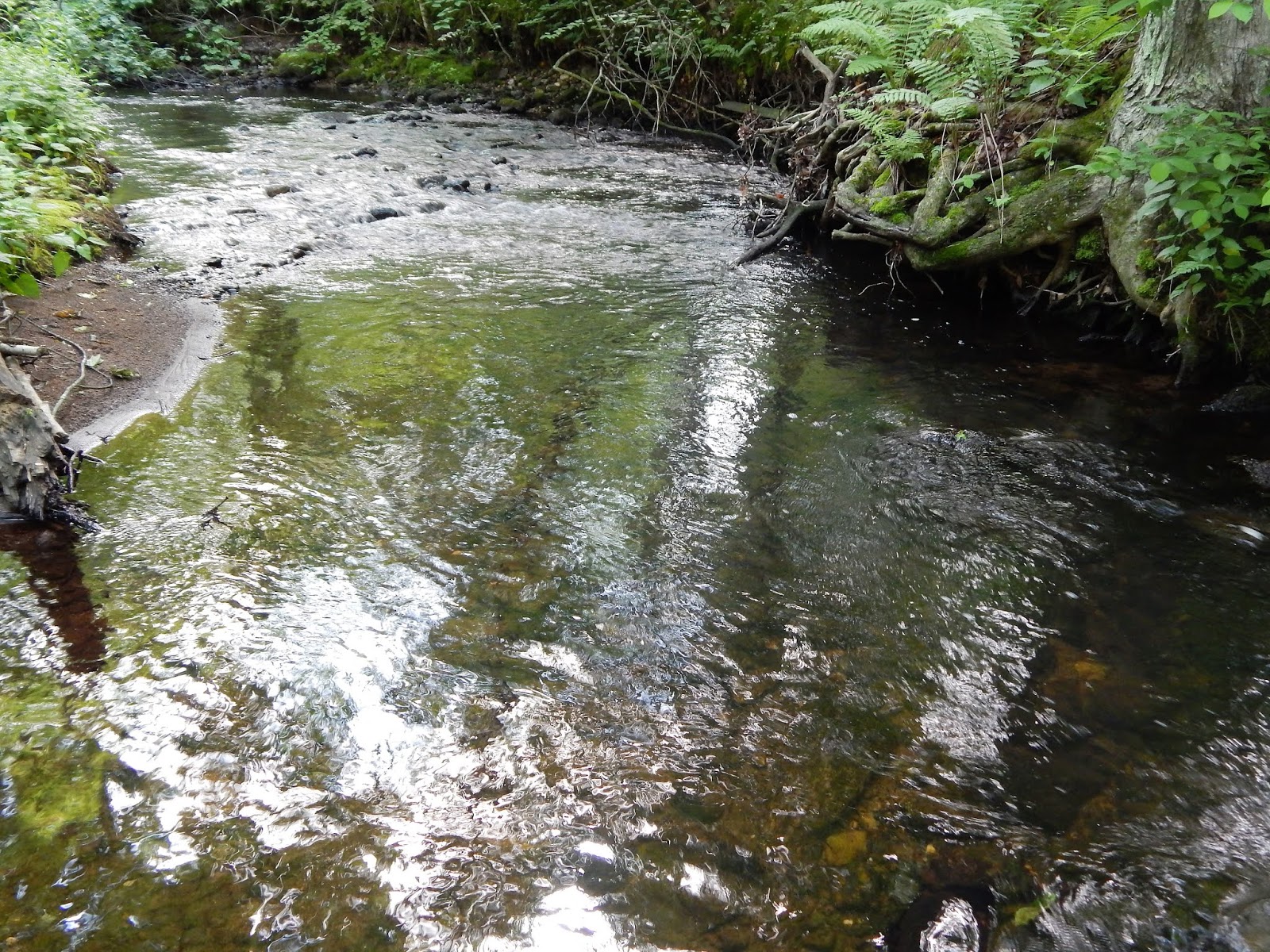 Small Stream Reflections: Browns, Small Stream Browns, Part 1