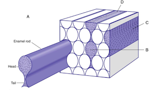 Tooth Enamel- Composition, Properties, Structure and Functions