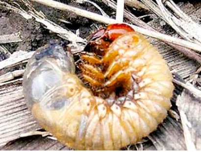 Agronomía en La Pampa.: Manejo Integrado de Bicho Torito