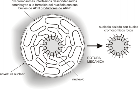 Biología Molecular: Núcleo celular.