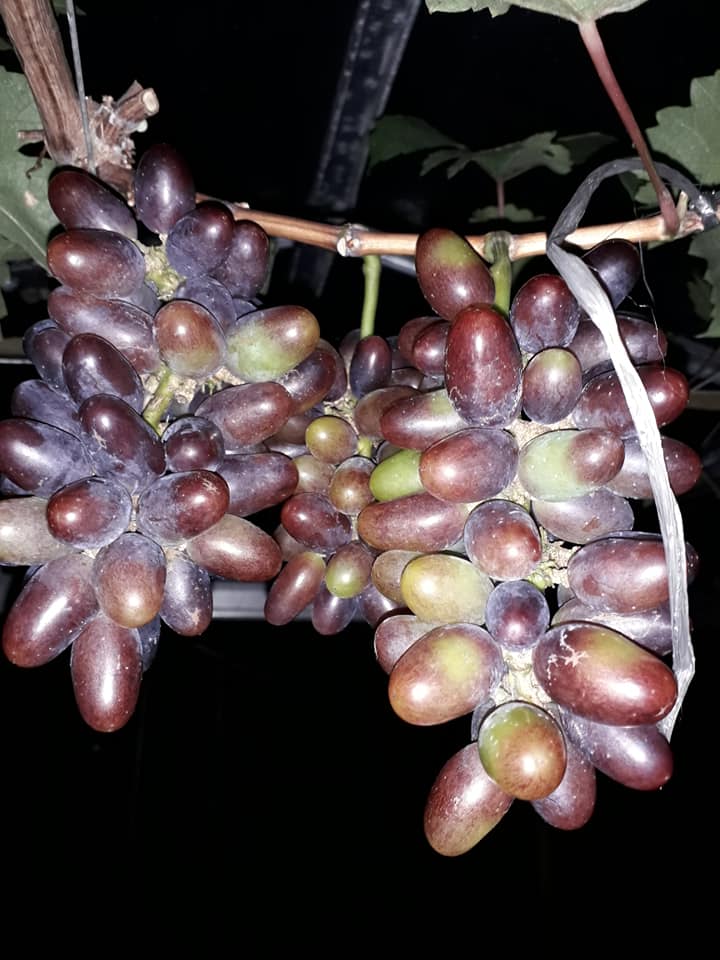 Catat...!!! Ini Perbandingan Rasa 11 Jenis Anggur, sebelum Anda ...