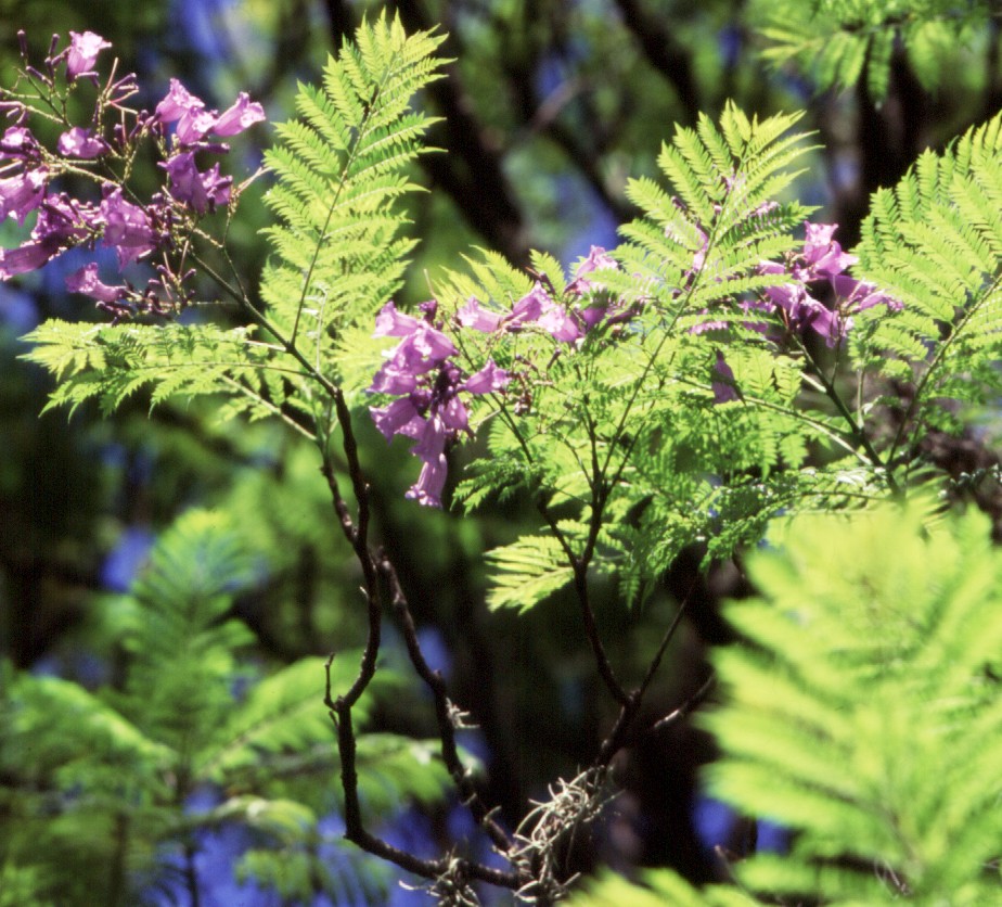 ARBORETUM: FEBRERO 2016, Gualanday