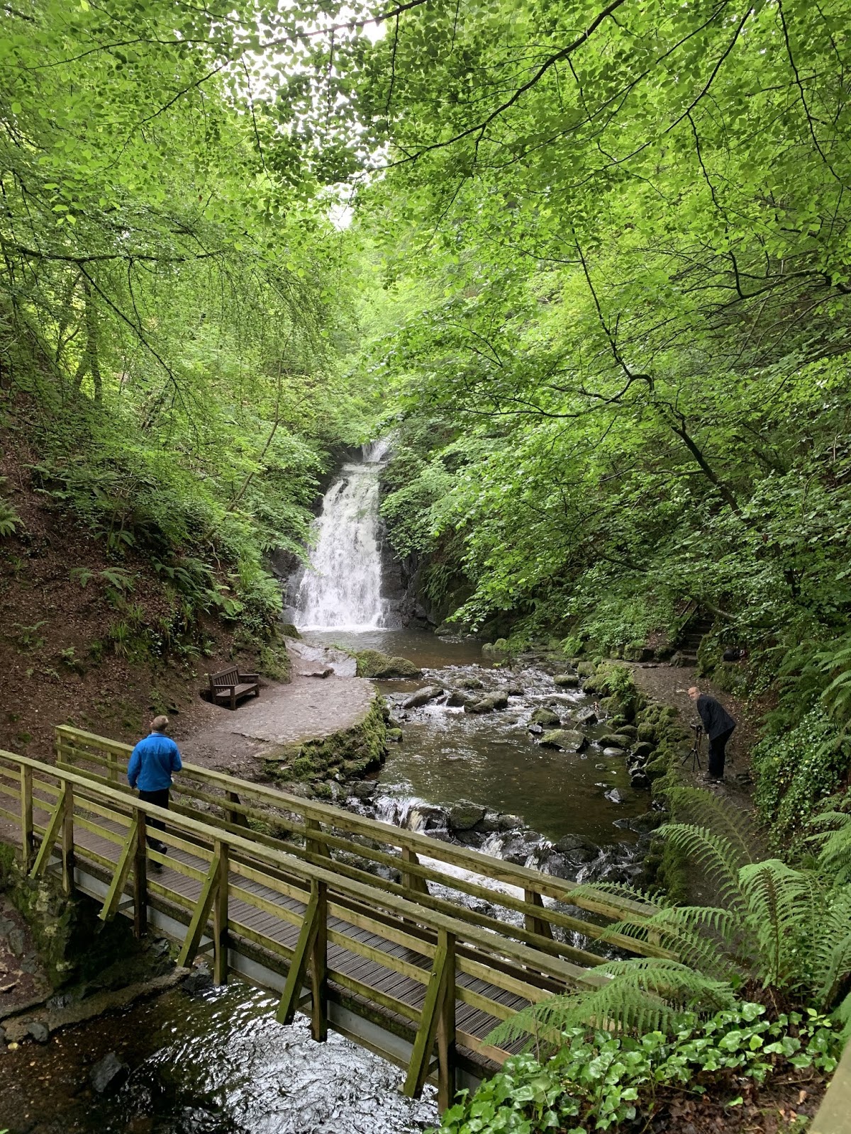 Animal, Nature, and Travel: Old Waterfall in Belfast, Northern Ireland