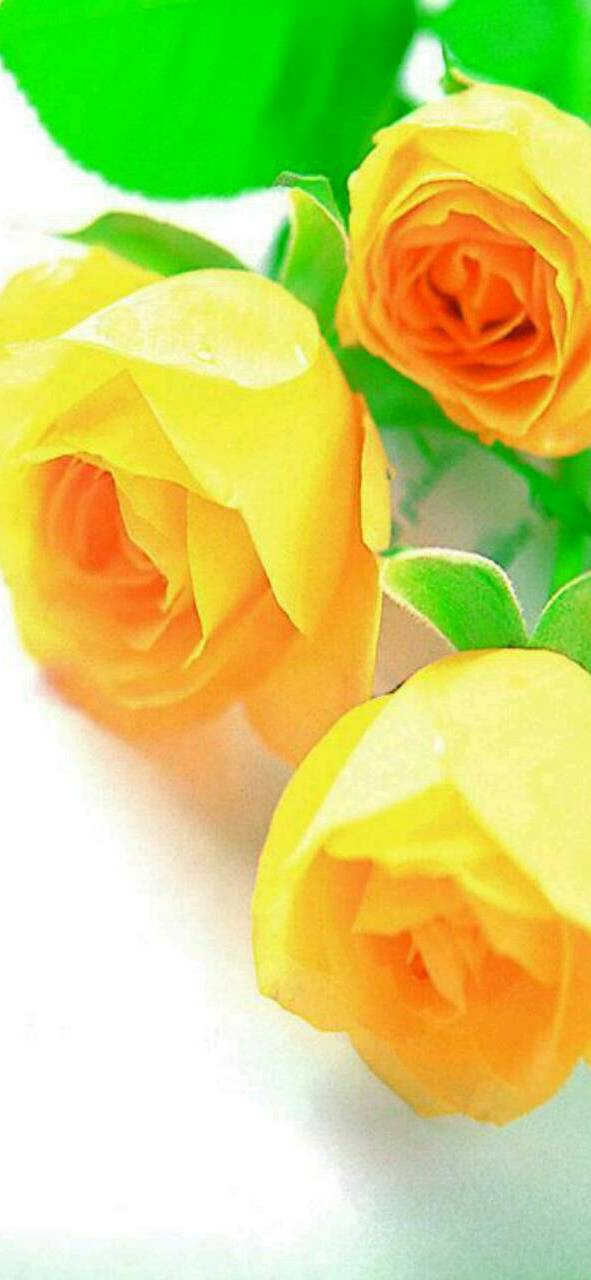 Juan Maldonado: The best Wallpapers and Screensaver of Roses