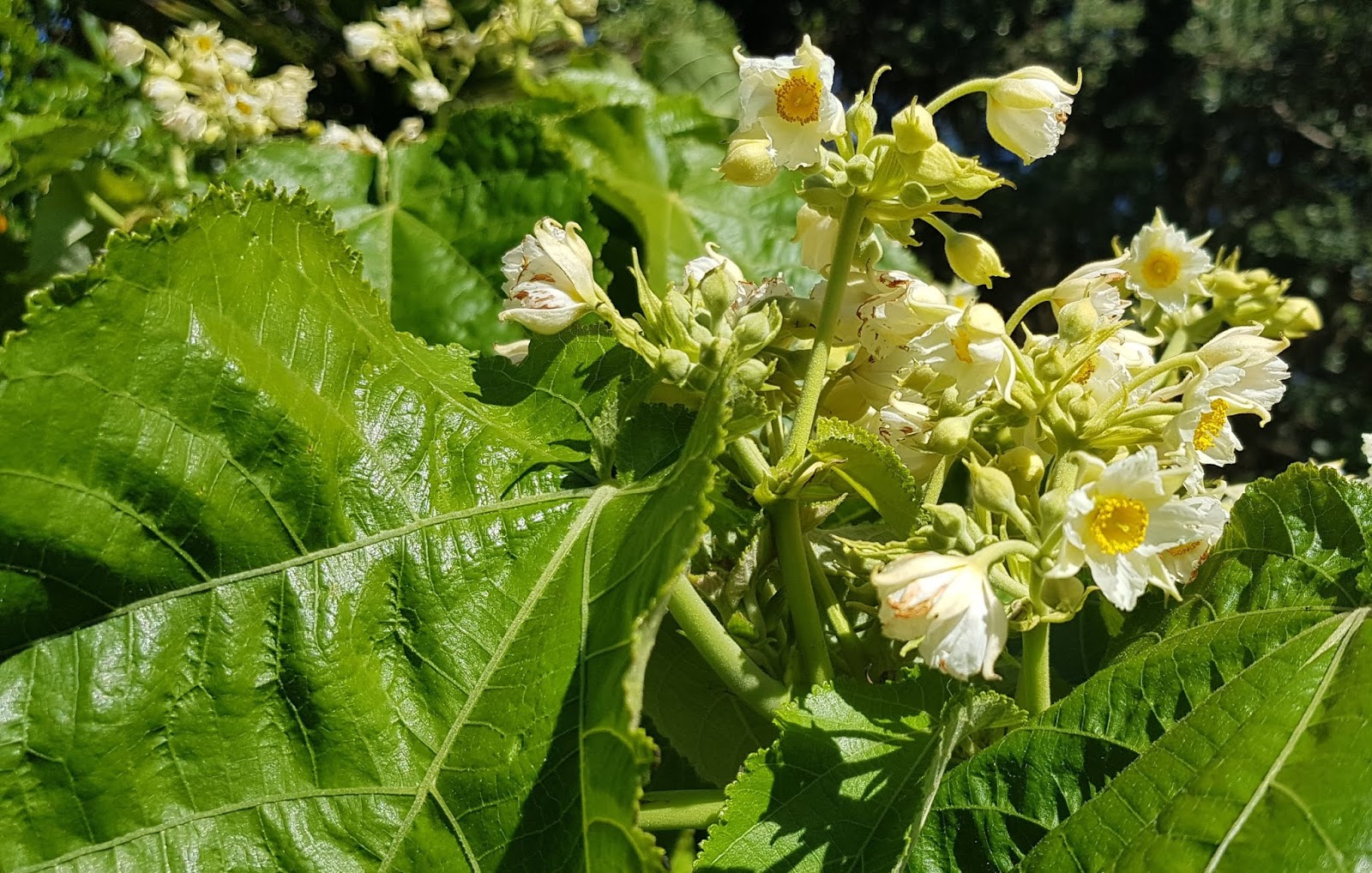 Whau flower more weedy than wow