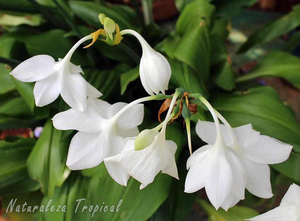 Naturaleza Tropical: El Lirio del Amazonas es una de las bulbosas más ...