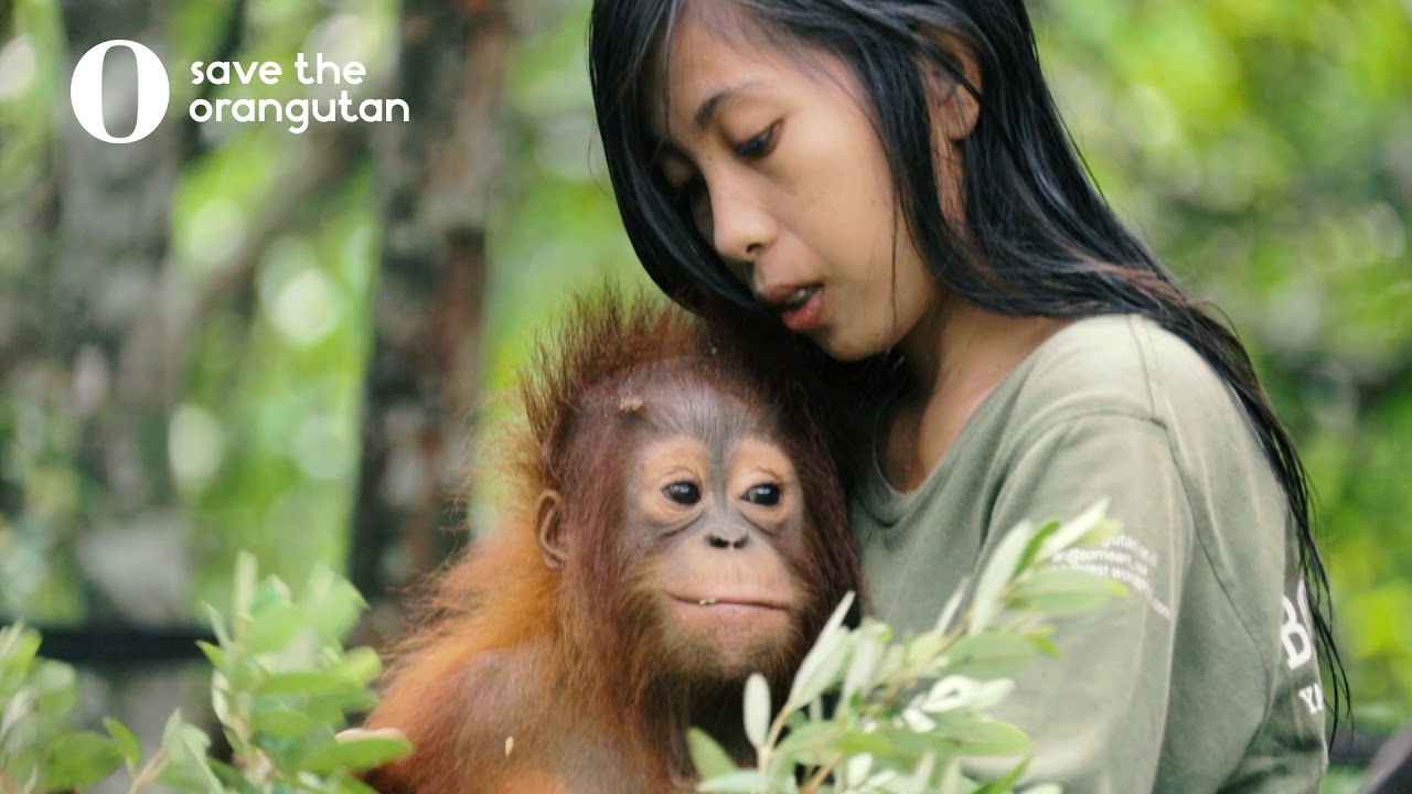 Every Day Is Special: August 19 - International Orangutan Day
