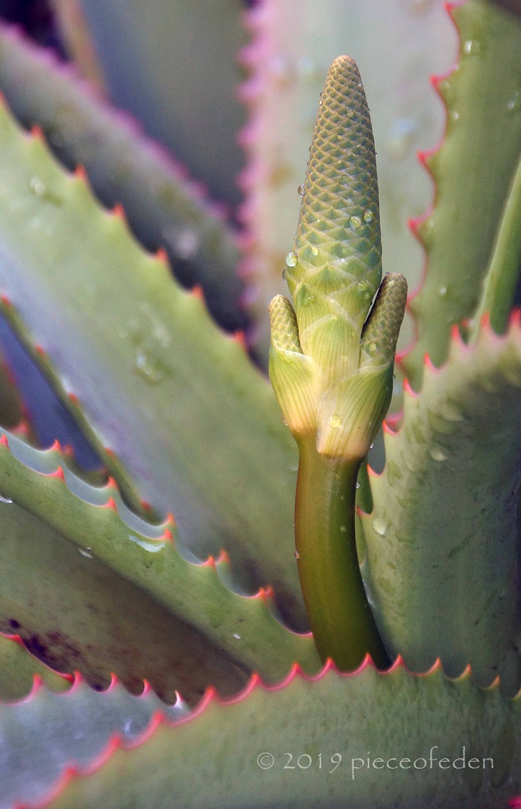 Bloom Day November 2019