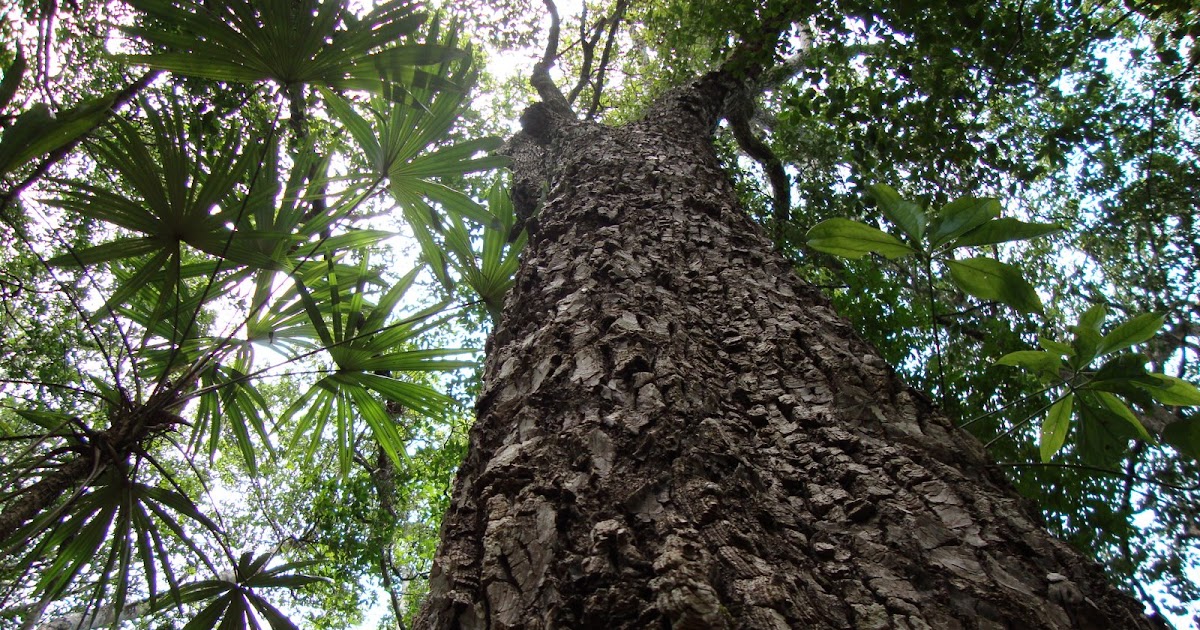 Petén en Fotos: Magnífico árbol de chicozapote.