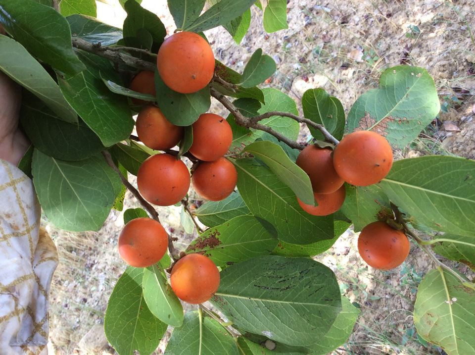 Sobre esto y aquello: La estricnina y el abominable misterio de las ...