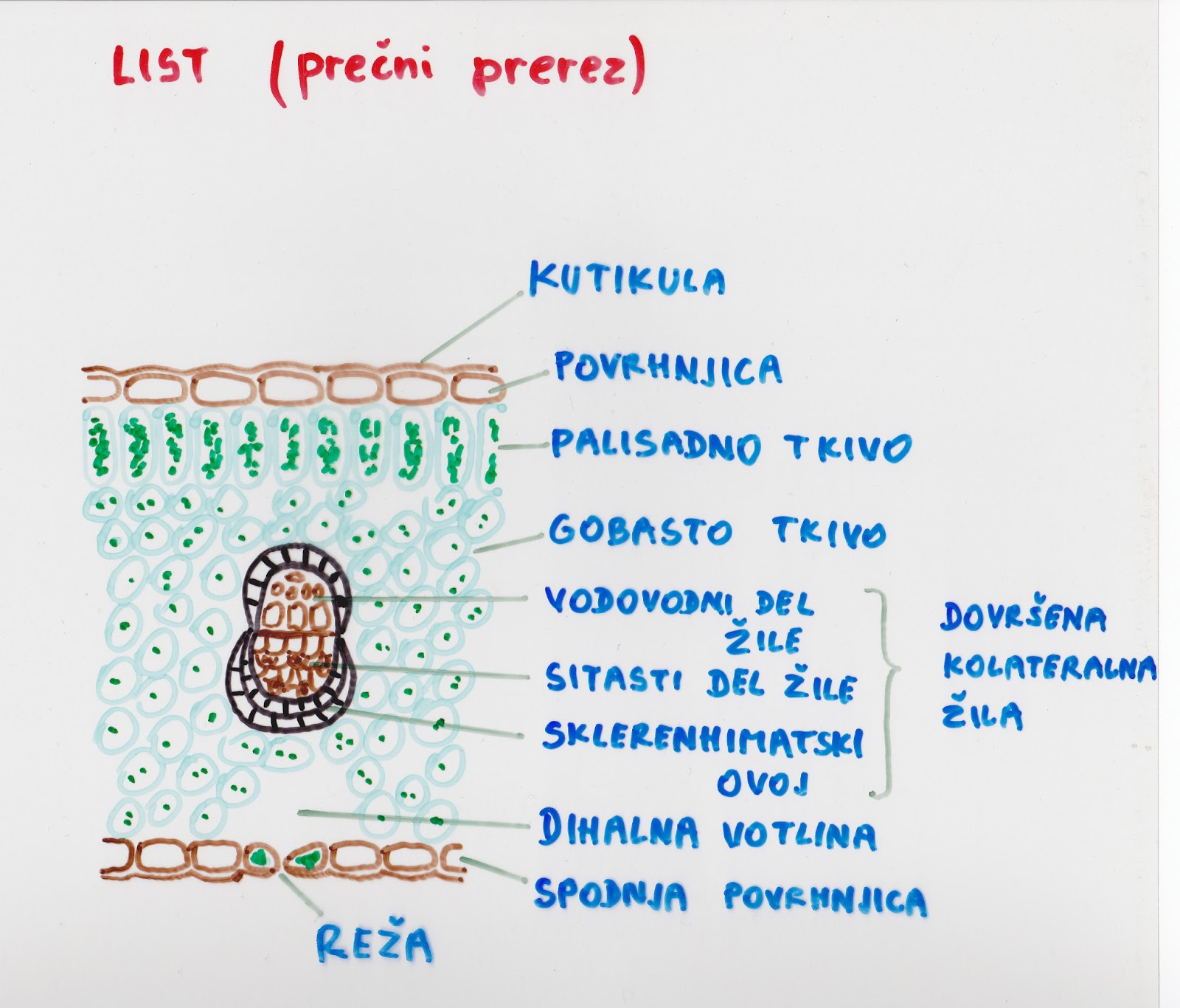 Naravoslovje 6: Zgradba lista
