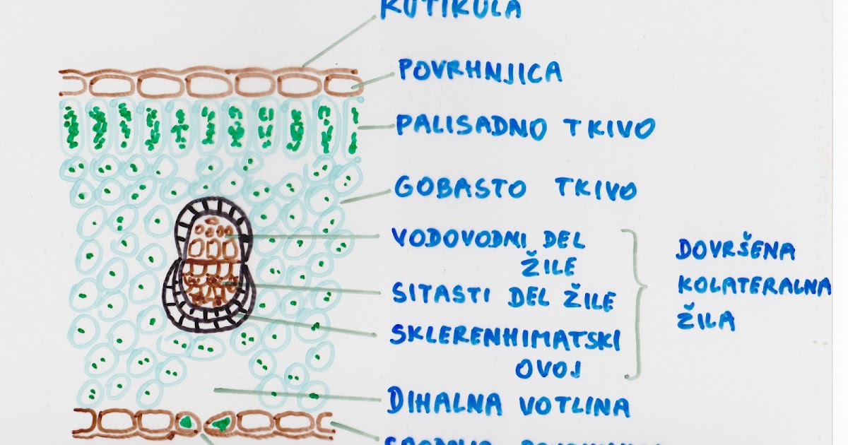 Naravoslovje 6: Zgradba lista