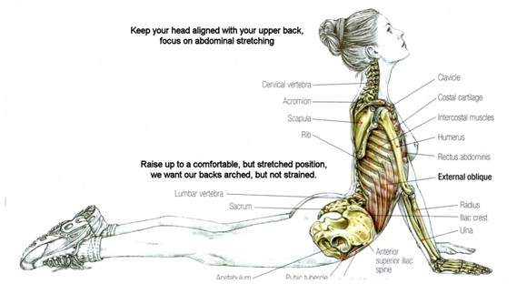 Stretching anatomy
