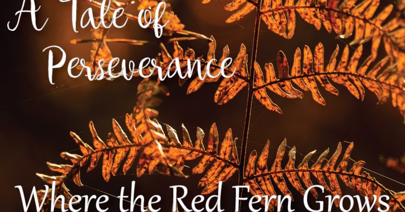 Where the Red Fern Grows in the Classroom