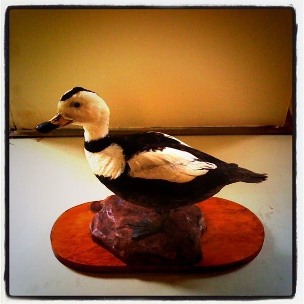 Why Did The Labrador Duck Became Extinct