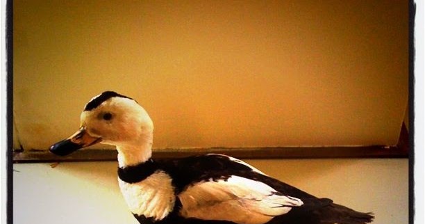 Why Did The Labrador Duck Became Extinct