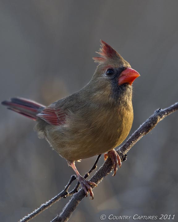 Country Captures: Side Light: Female Cardinal