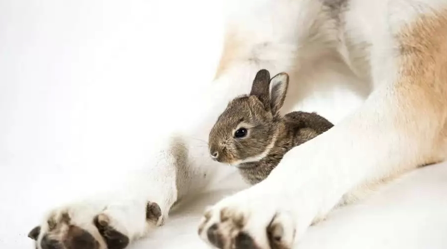 White Wolf : "Baby-sitter" Wolf Dog Looks After Rescued Little Rabbits ...