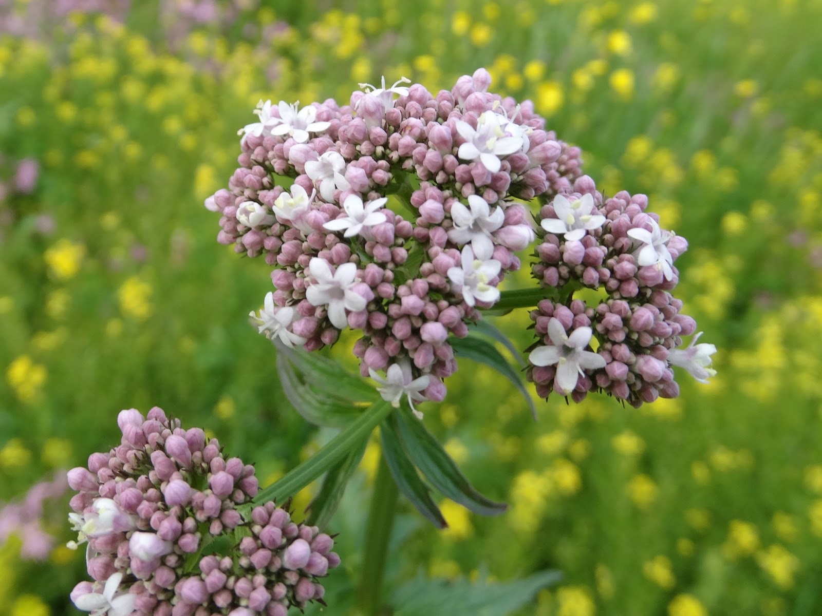 oog voor de natuur: Echte valeriaan