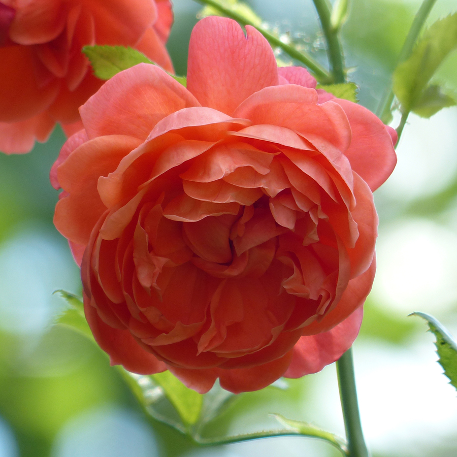 Christoph's Fotostudio: 2015