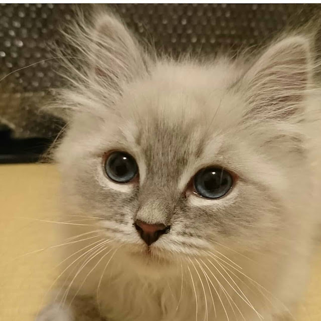 65 Cutest kittens ready to rock