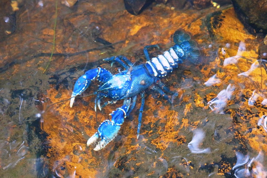 National Park Odyssey: Springbrook National Park, QLD: Revisit in April ...