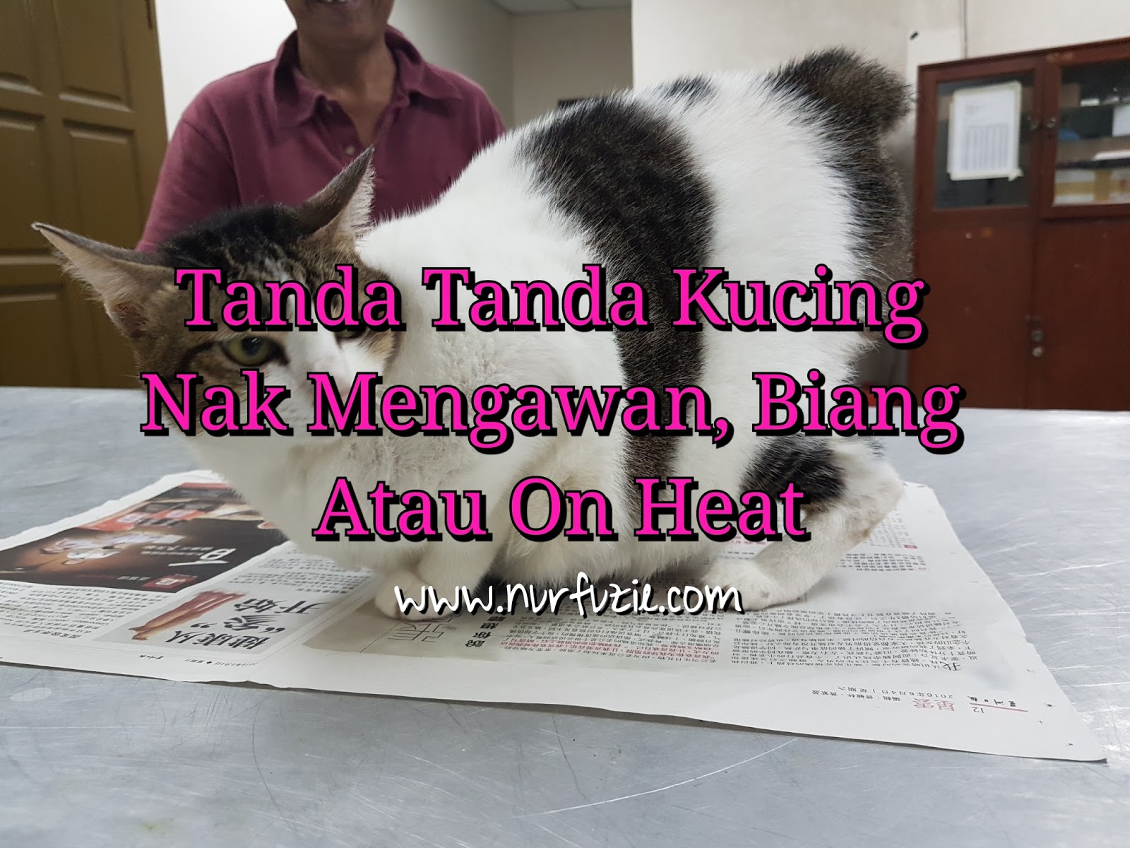 Tanda Tanda Kucing Nak Mengawan, Biang Atau On Heat