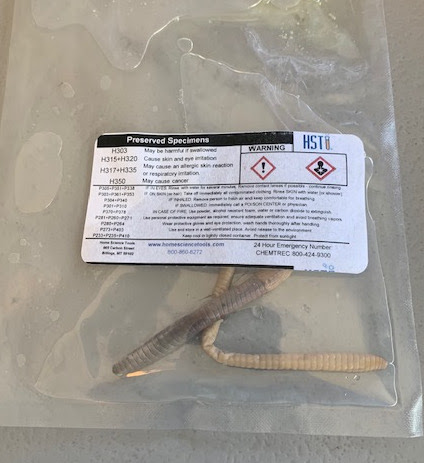 Cummins Life: Dissection Kit for Exploring Creation with Biology Review ...