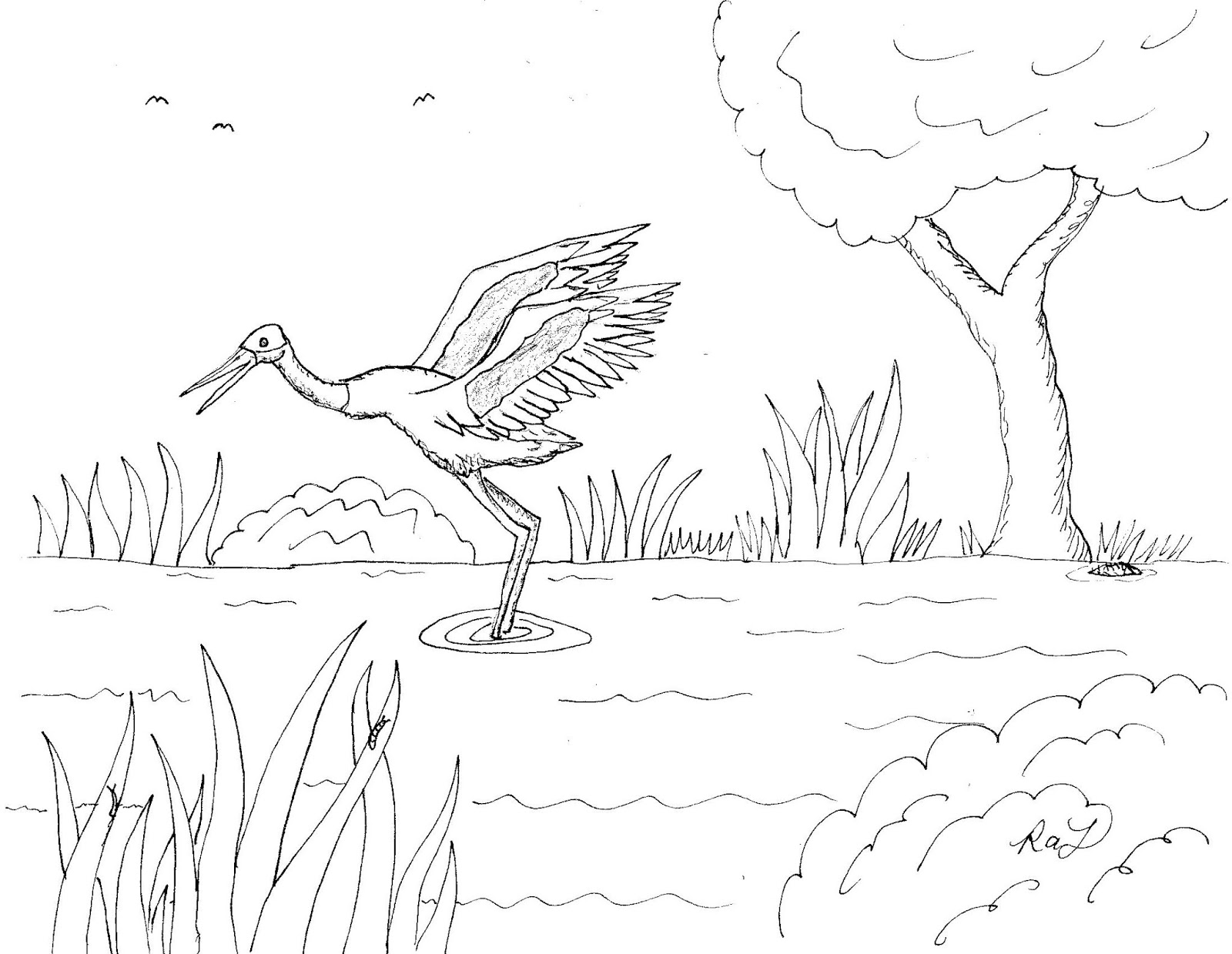 Robin's Great Coloring Pages: Birds of Australia Coloring Pages