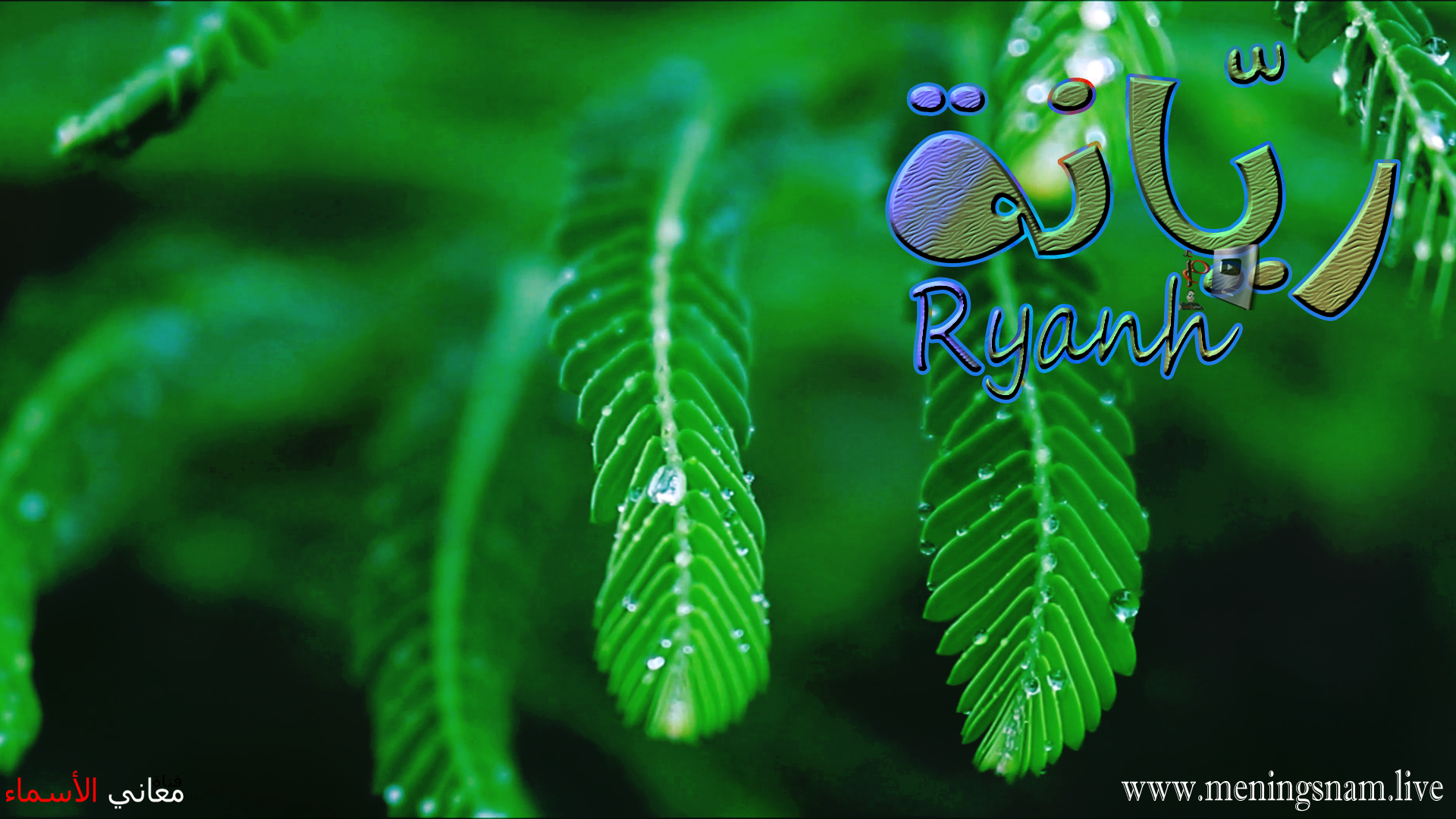 معنى اسم ريانة وصفات حاملة هذا الاسم Ryanh - معاني الأسماء ومعاني ...