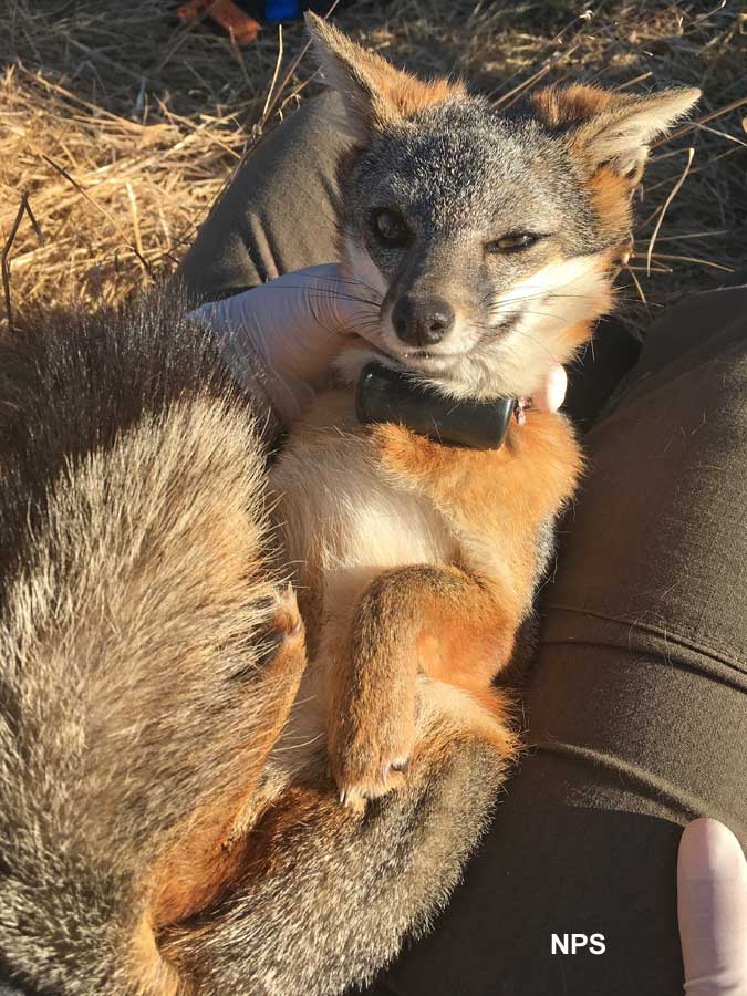 Friends of the Island Fox