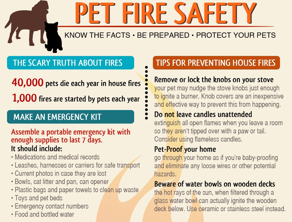 Exclusively Cats Veterinary Hospital Blog: Fire Safety for Cats - After ...