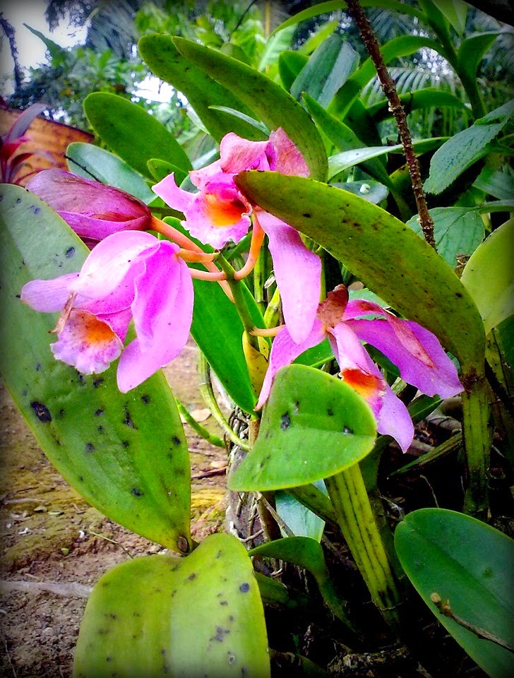 Bunga Orkid @ Anggerik Desa Kembali Mekar - Relaks Minda