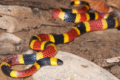 BREA VENENOS: Familia Elapidae