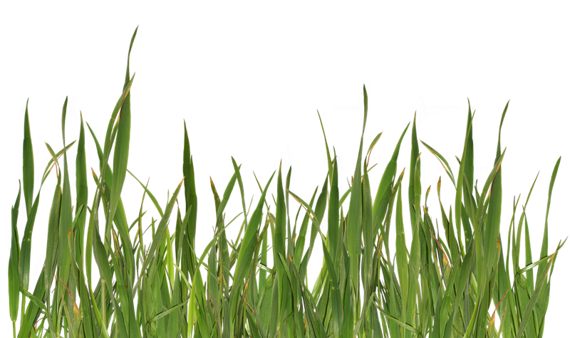 ® Imágenes y Gifs Animados ®: IMÁGENES DE CÉSPED O GRAS