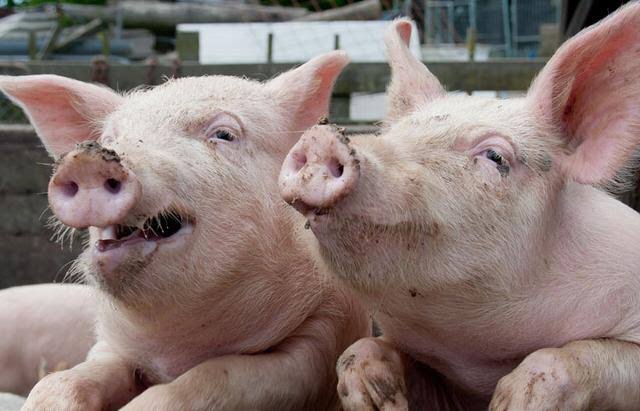 SOME COMMON SWINE DISEASES,PREVENTION AND TREATMENT:FARM HYGIENE