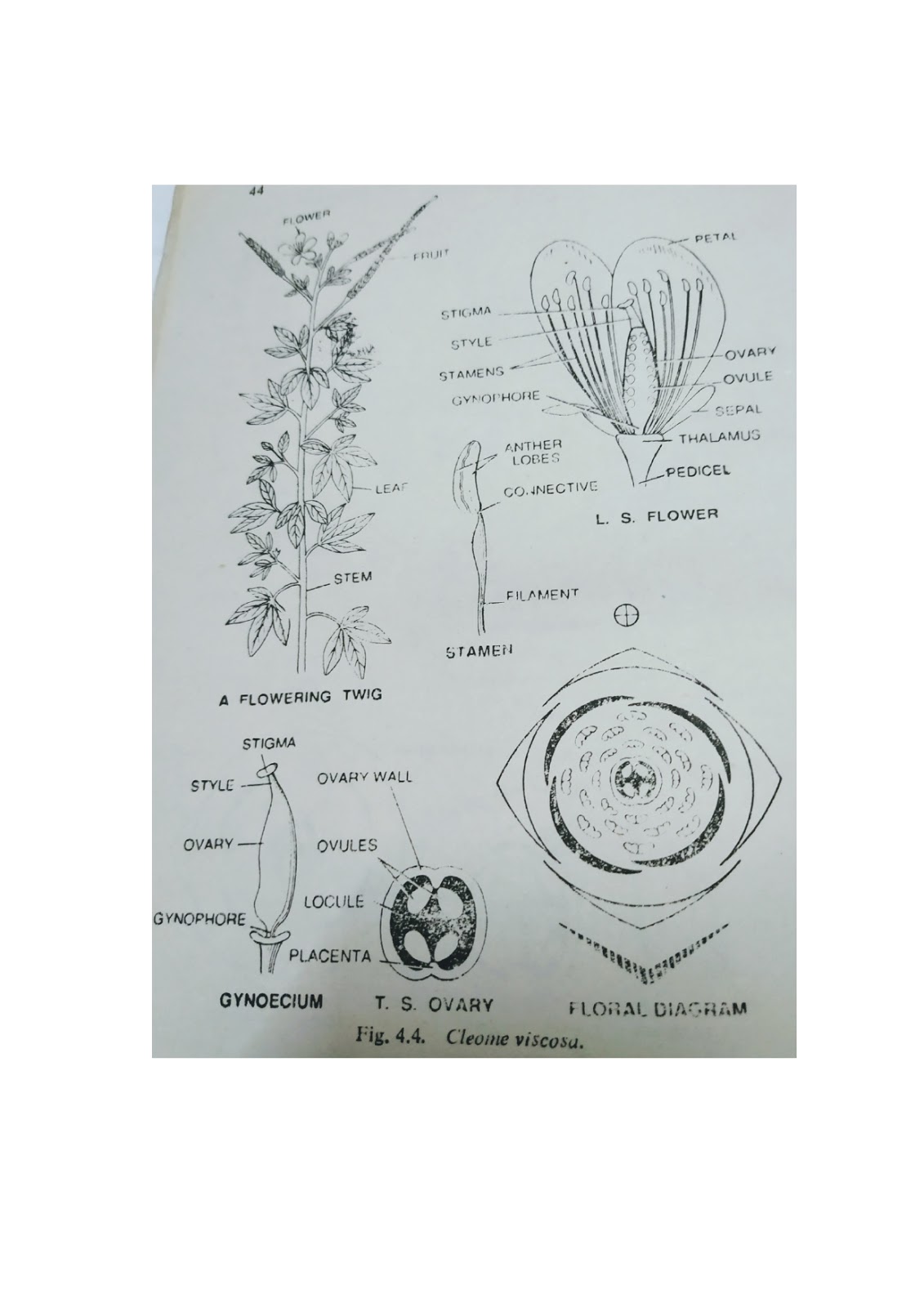 Department of Botany, Girraj Govt. College: Semester II Paper II Record